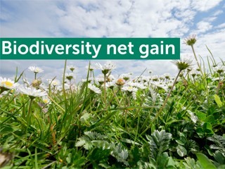 An introduction to biodiversity net gain (BNG)